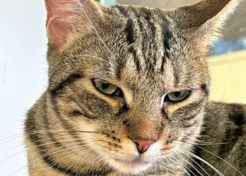 Adozione di un gatto